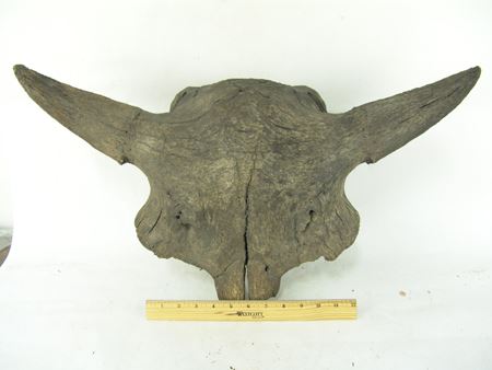 Fossilized Buffalo Skull