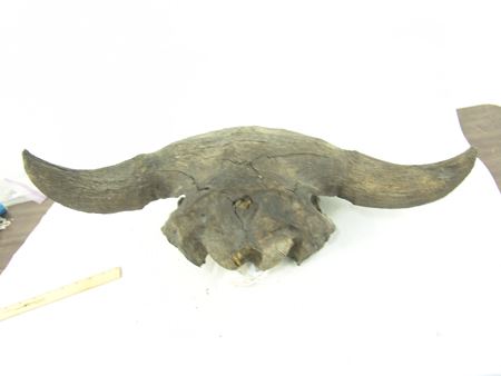 Fossilized Buffalo Skull