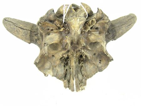 Fossilized Buffalo Skull