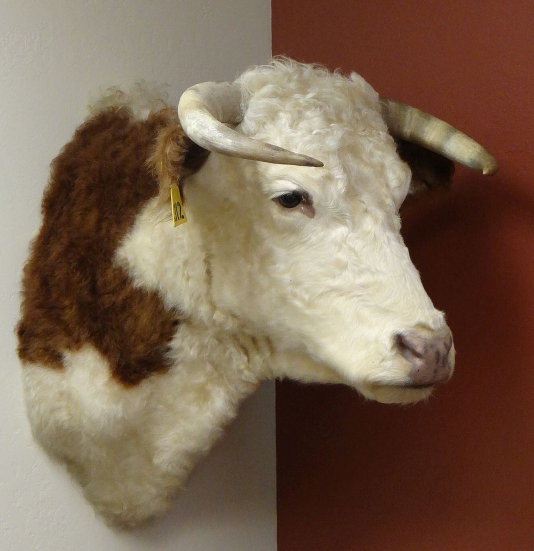 Horned Hereford cow shoulder mount