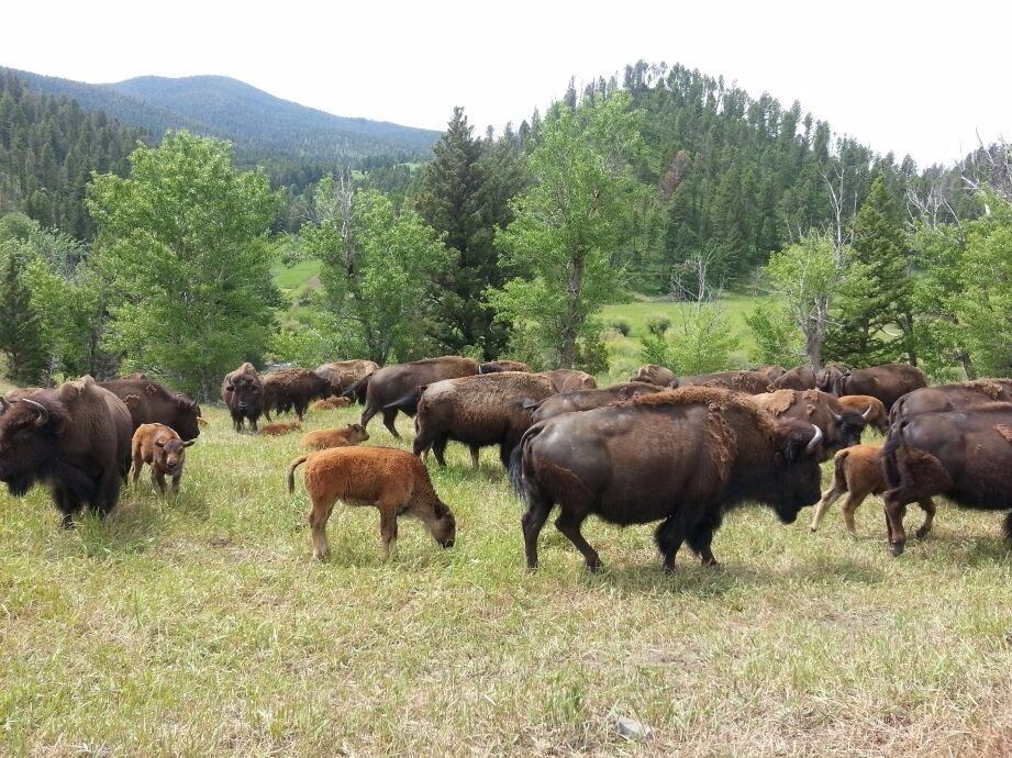 LA-6 FLYING D RANCH TOUR