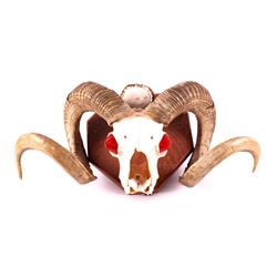 Lighted Bighorn Ram Skull Mount