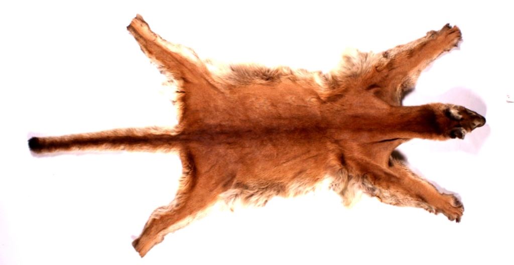 Tanned Montana Mountain Lion Hide