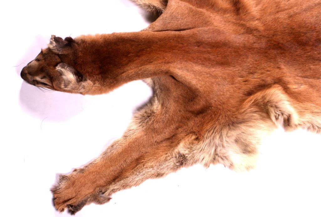 Tanned Montana Mountain Lion Hide