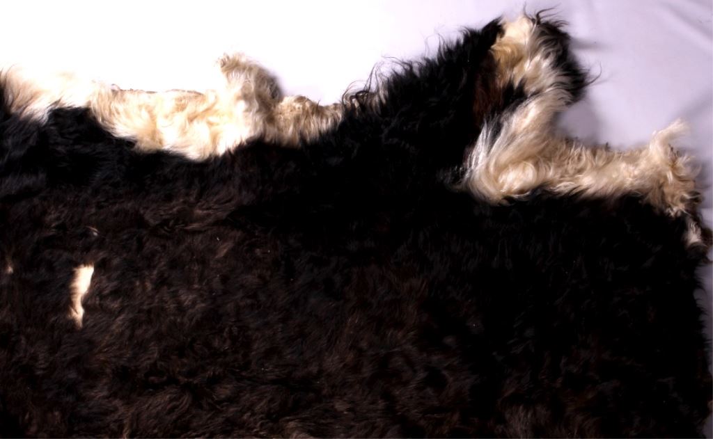 RARE Tanned Yak Hide Rug