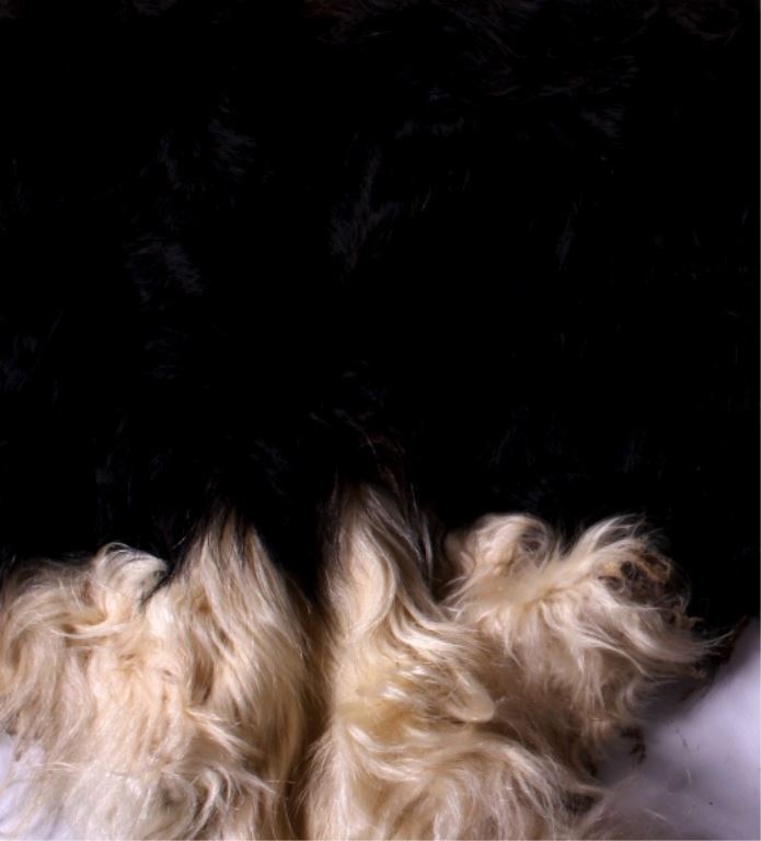 RARE Tanned Yak Hide Rug