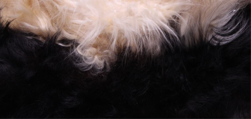 RARE Tanned Yak Hide Rug