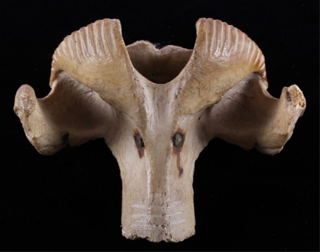 Northern Plains Buffalo Bone Carved Rams Head Bolo