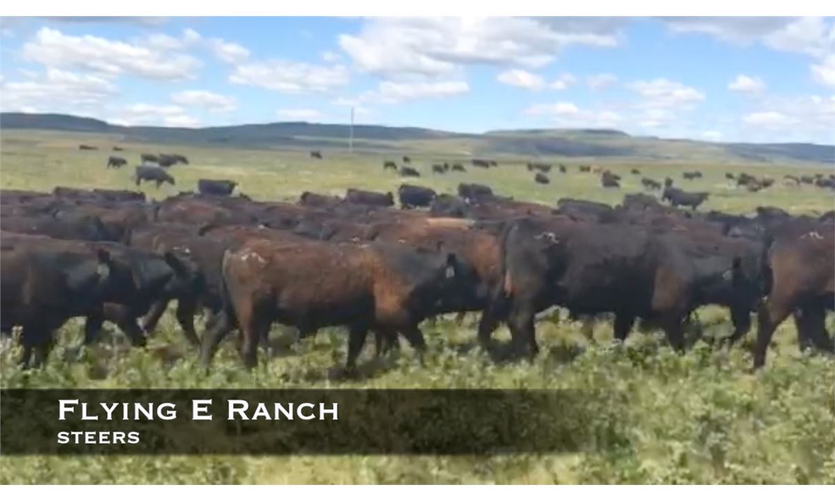 Flying E Ranch