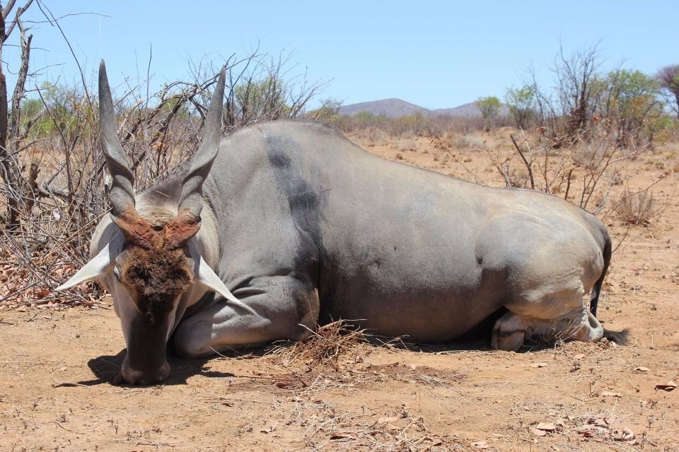 NAMIBIAN PLAINS GAME SAFARI
