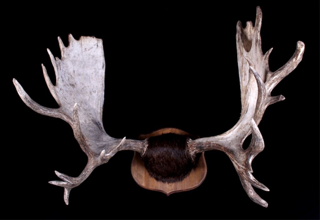 Montana Shiras Moose Trophy European Mount Antlers
