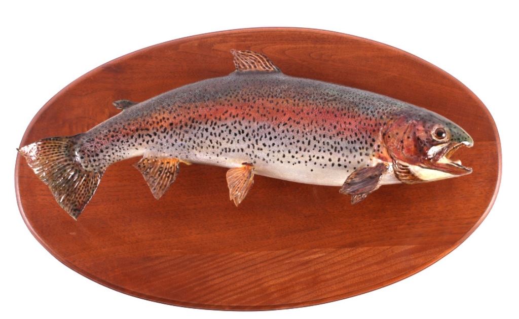 Montana Rainbow Trout Wall Mount