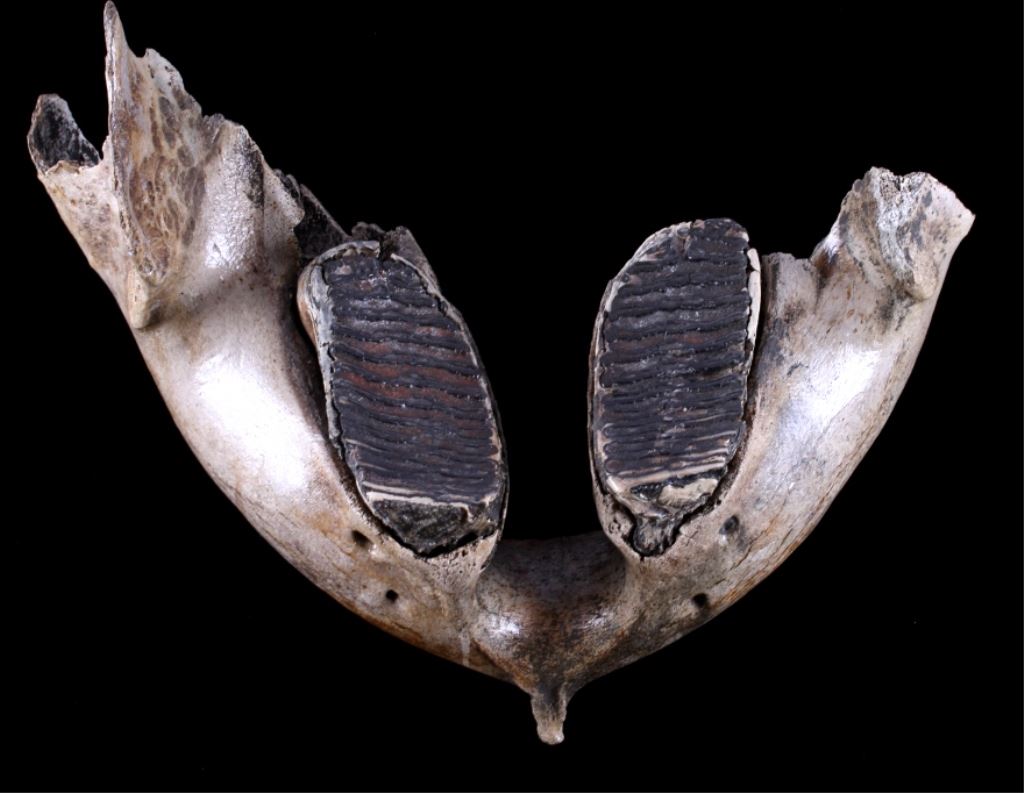 Ancient Wooly Mammoth Lower Jaw Mandible & Molars
