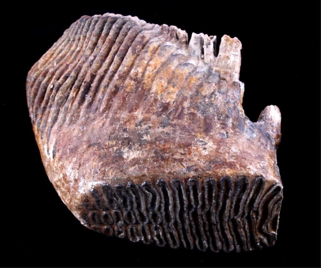 Ancient Wooly Mammoth Molar Tooth Large