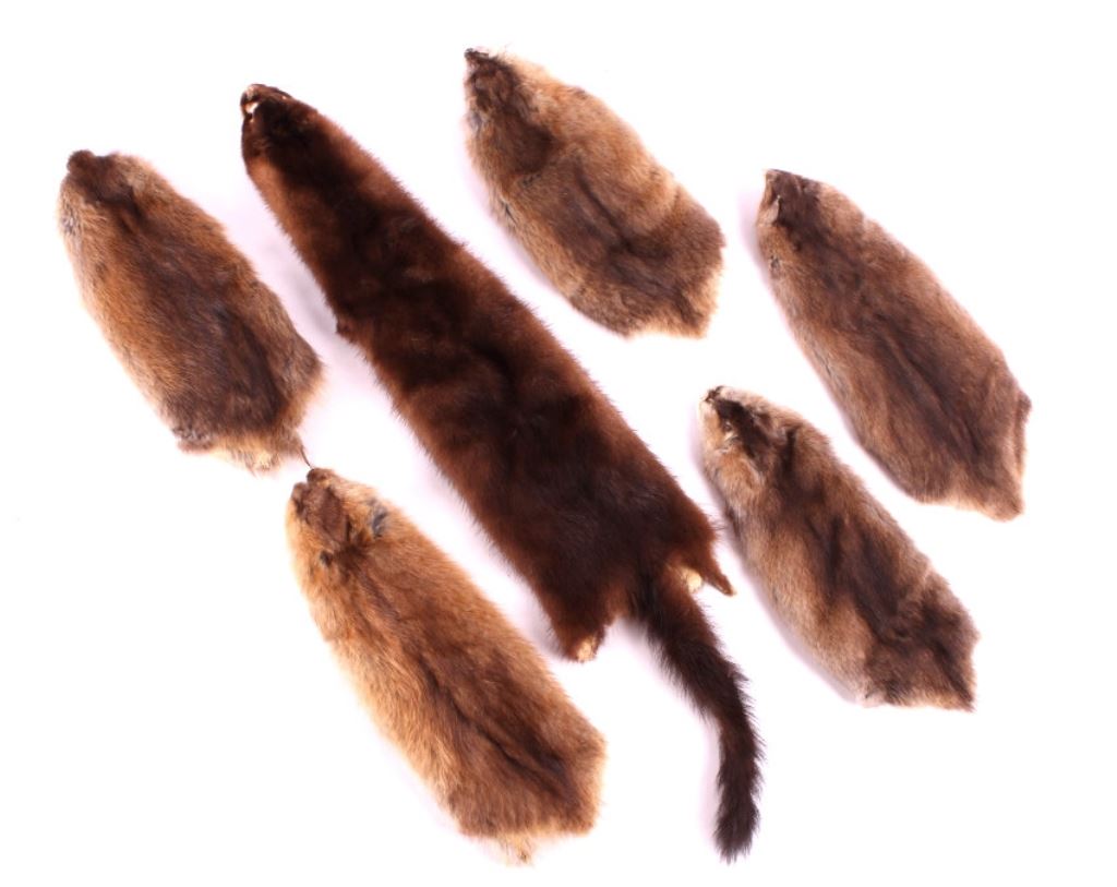 Muskrat and Mink Hide Collection