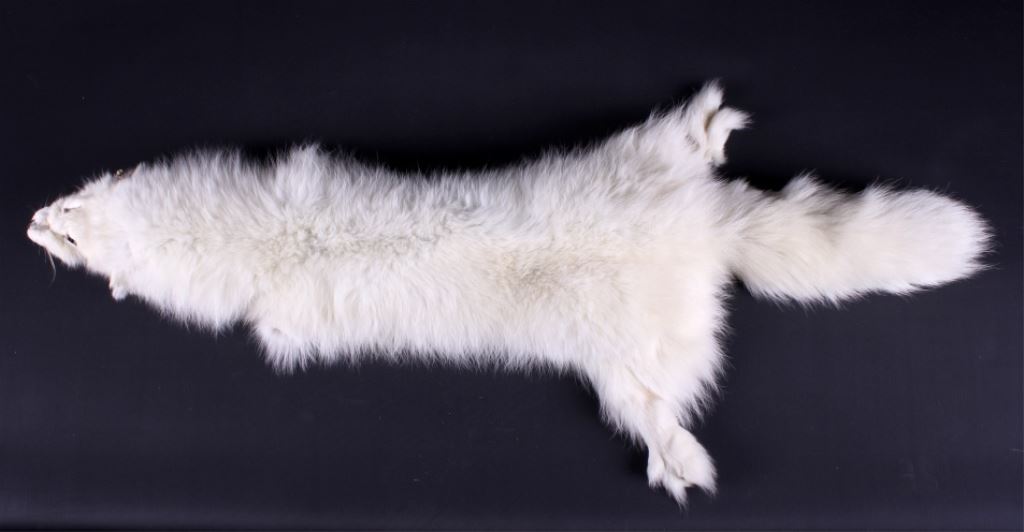 Arctic Fox Hide