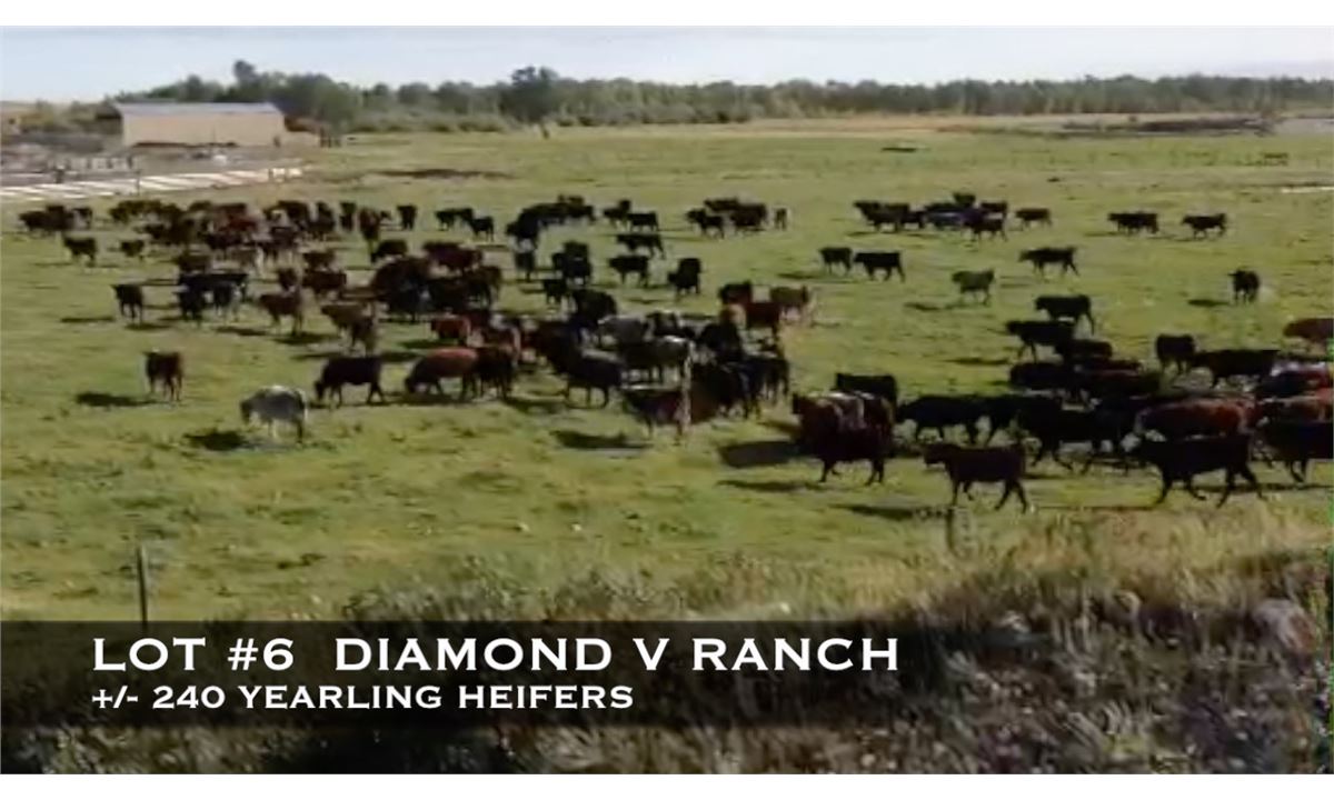 Diamond V Ranch, High River, Alberta