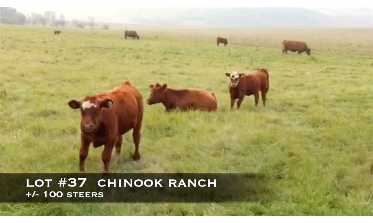 Chinook Ranch, Longview, Alberta