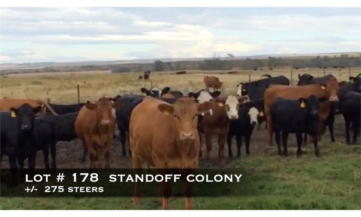 Standoff Colony, Standoff, Alberta