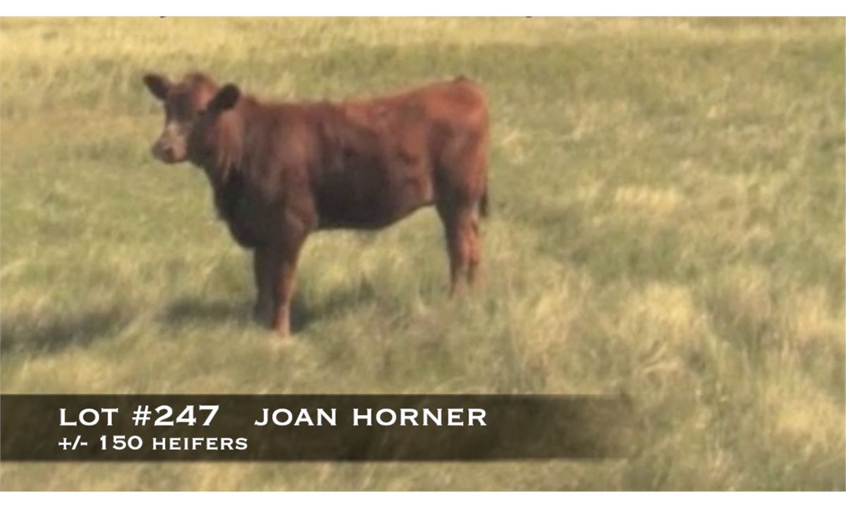 Joan Horner, Sunnynook, Alberta