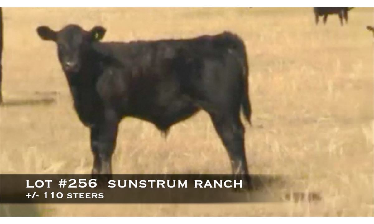Sunstrum Ranch, Cessford, Alberta