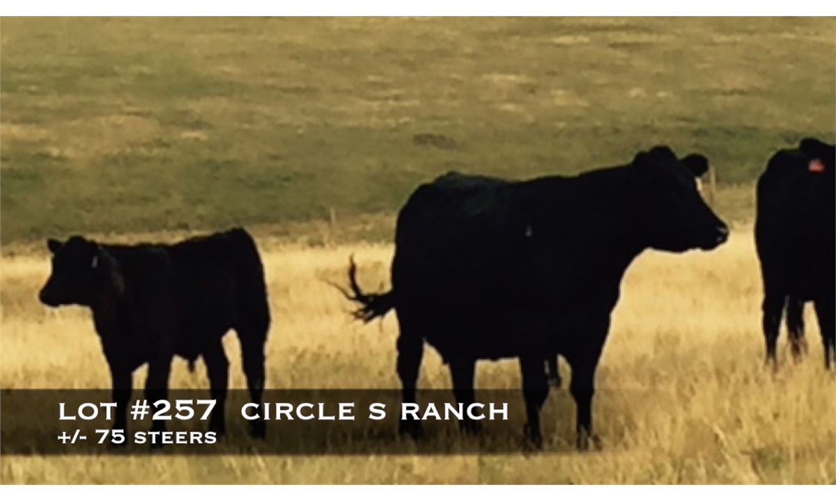 Circle S Ranch, Sunnynook, Alberta