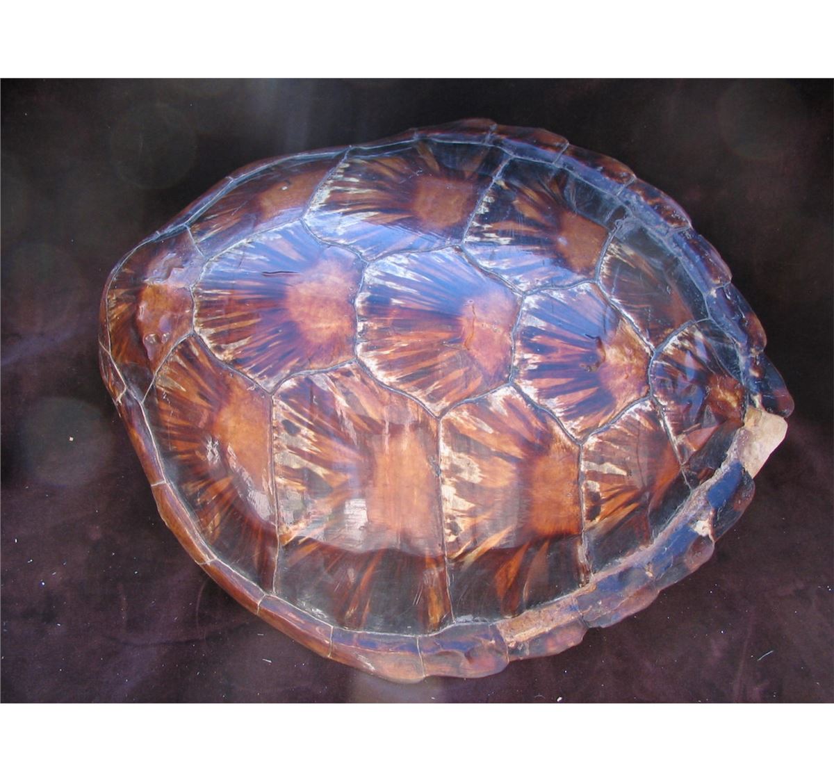 Large Genuine Tortoise Shell