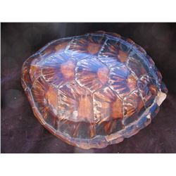 Large Genuine Tortoise Shell