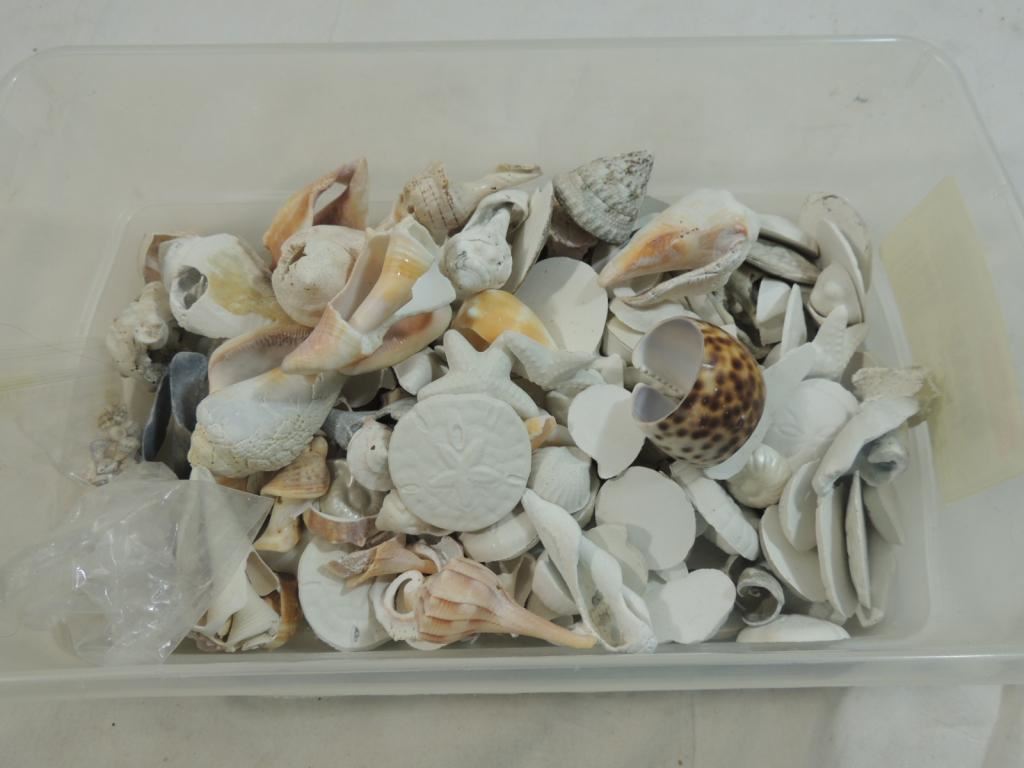 BOX LOT ASSORTED SEA SHELLS