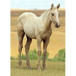 2015 Rafter Ranch Production Sale - 2015 Auction - Page 1 of 3 - Open ...