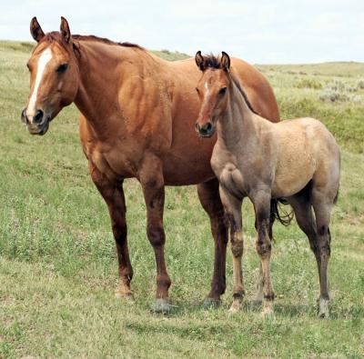 Miss Sak Em Otoe - 2005 Red Dun AQHA Mare