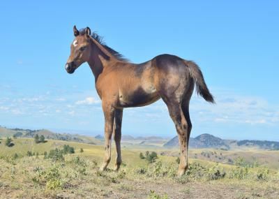 TS BLACK HAWK - 2015 Black AQHA Stallion