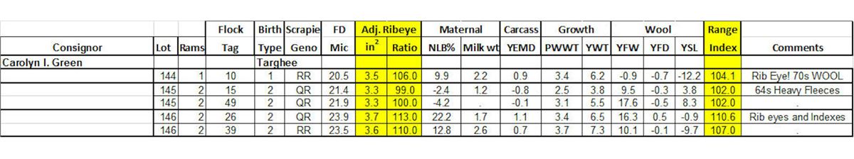 Lot 145 - 2 Targhee Rams