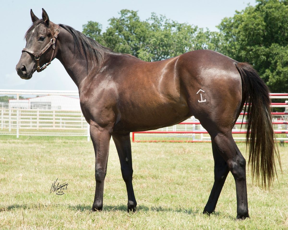 By By Brownie - 2013 Brown AQHA Gelding