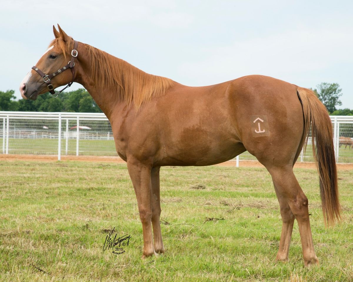 Dashalicious - 2013 Sorrel AQHA Filly
