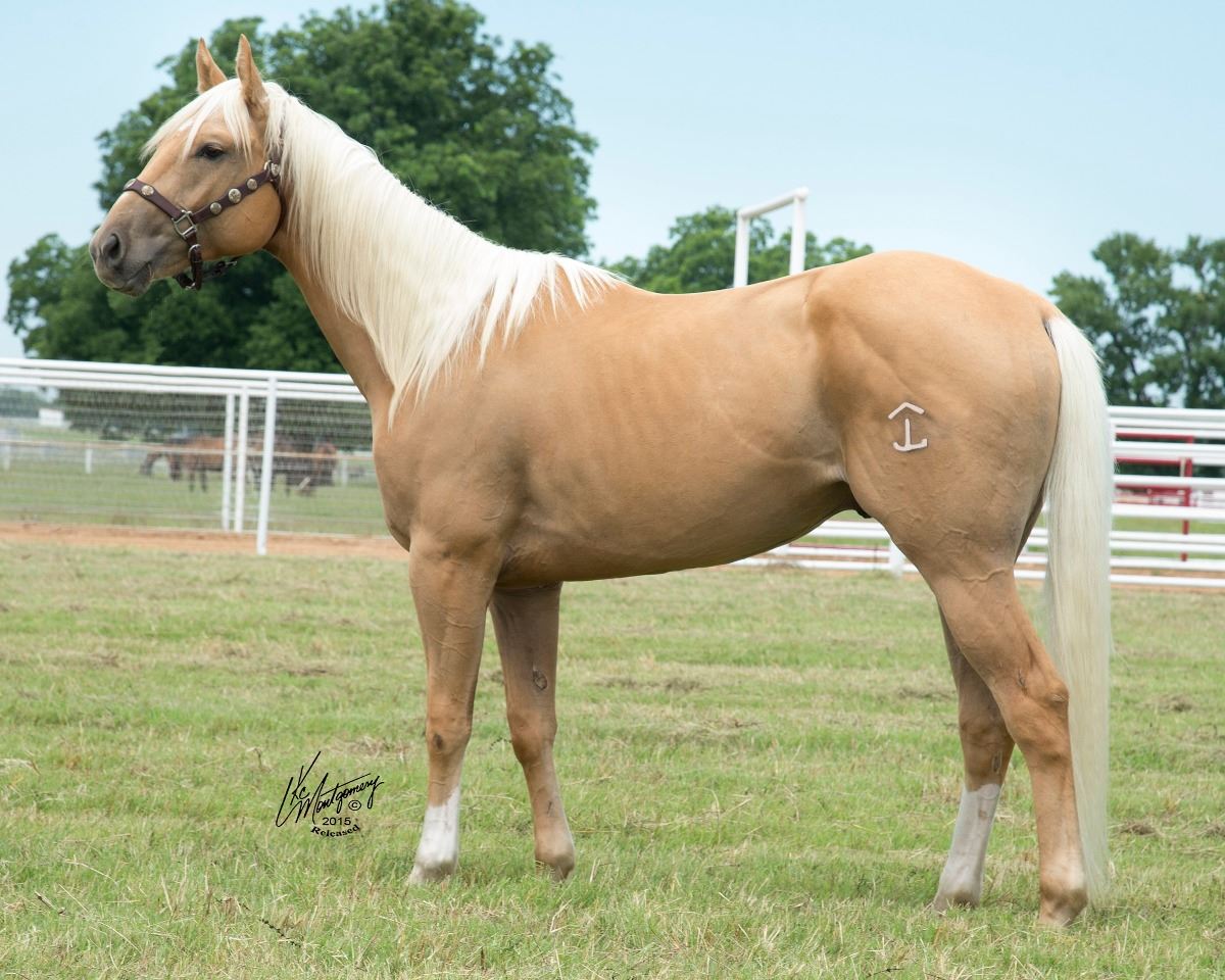Colour Me Frosted - 2013 Palomino AQHA Gelding