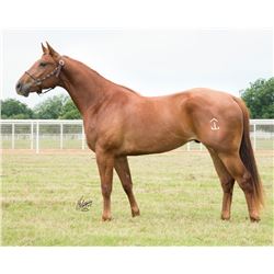 Mister Hawk Bar - 2012 Sorrel AQHA Gelding