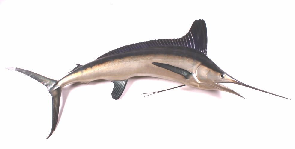 Swordfish Taxidermy Wall Mount
