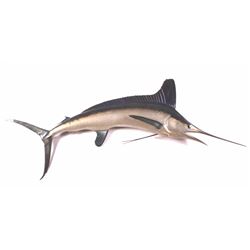 Swordfish Taxidermy Wall Mount