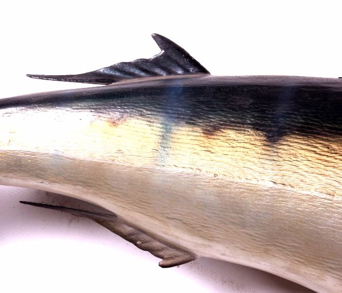 Swordfish Taxidermy Wall Mount