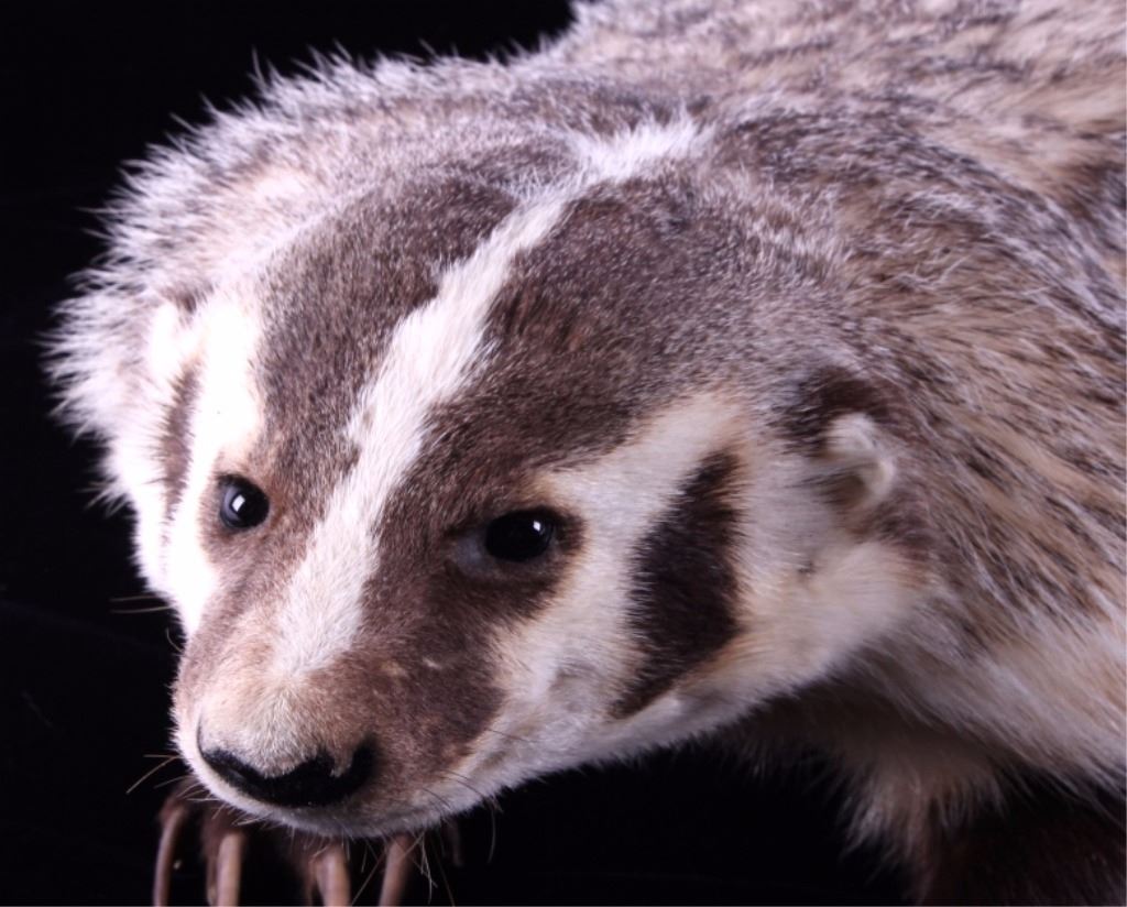 Montana Full Body Badger Mount