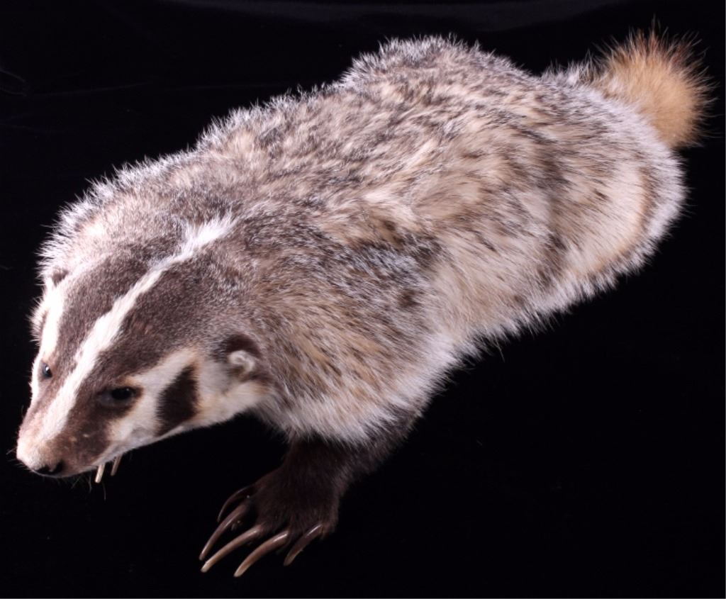 Montana Full Body Badger Mount