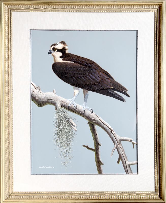 Brian K Wheeler, Osprey, Watercolor Painting