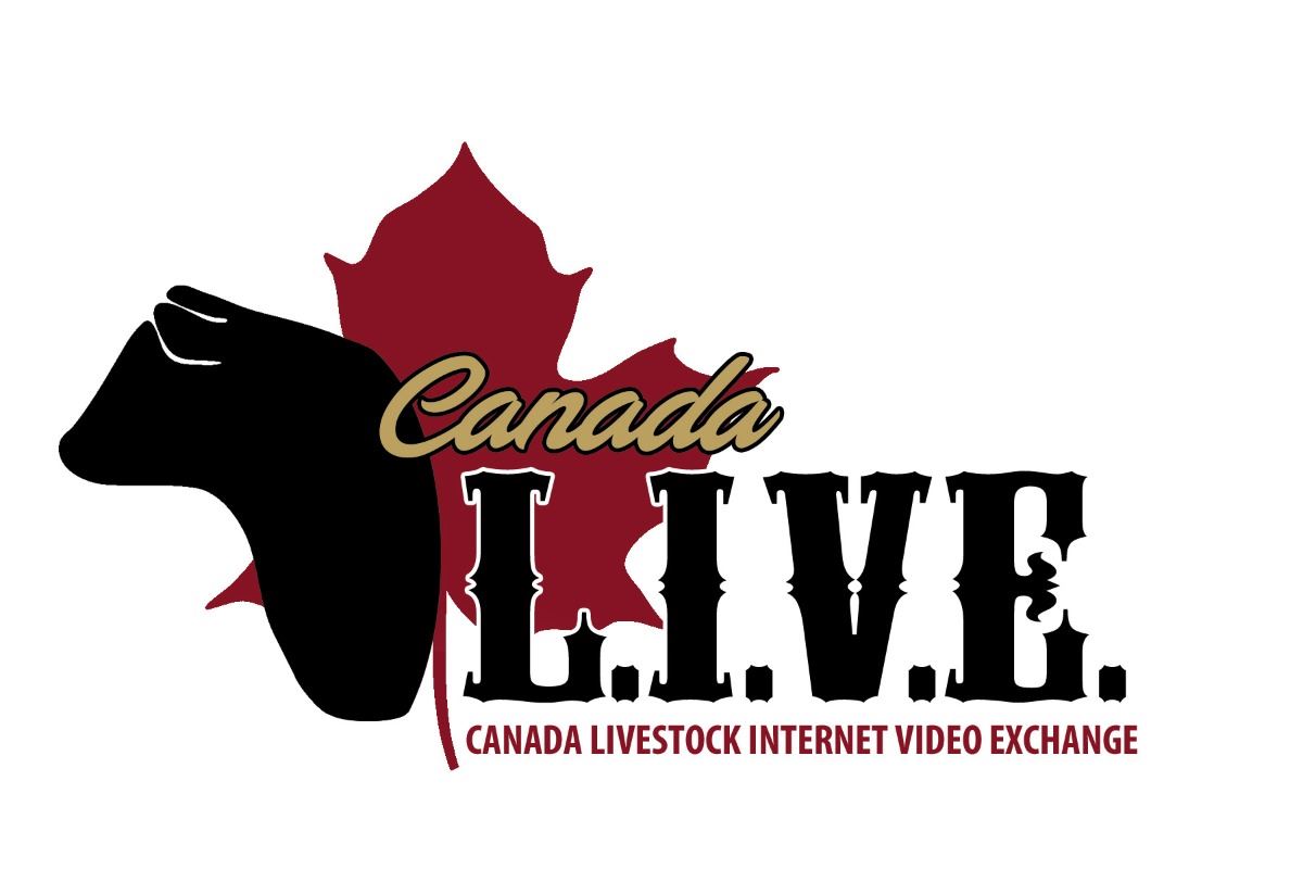 BARB MCRAE 60 SOLID RED YOUNG COWS