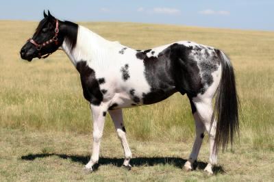 Mr Judy Two - 2009 Black Tobiano APHA Stallion