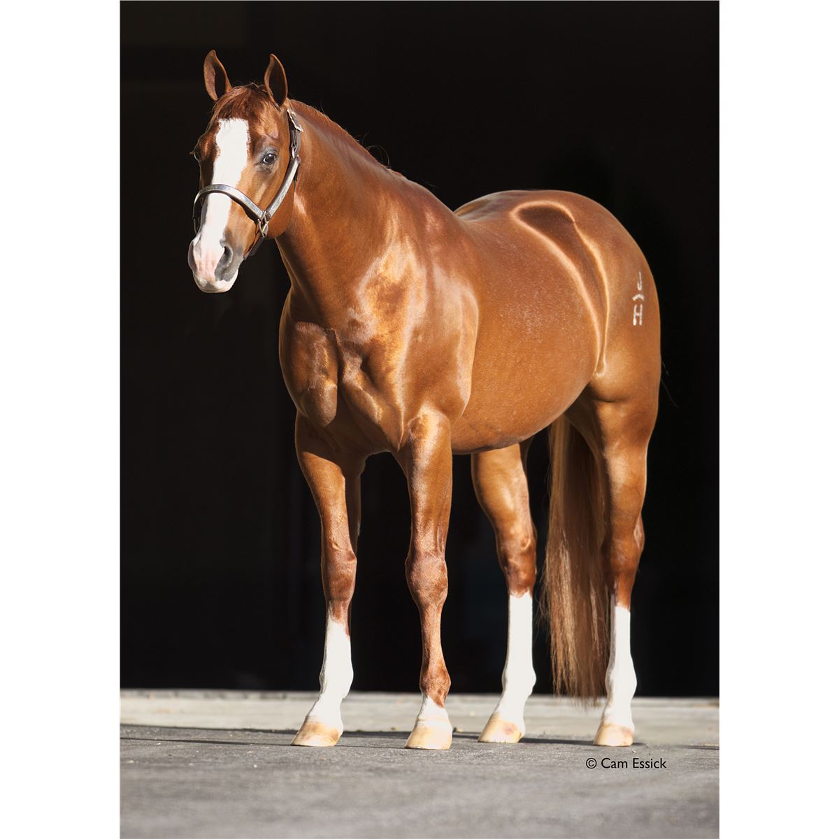 Halreycious - 2002 Sorrel AQHA Stallion
