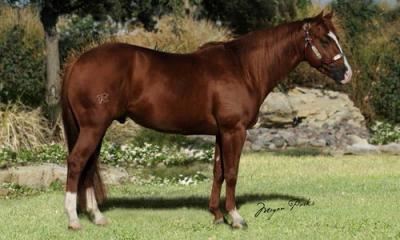 Smooth Talkin Style - Sorrel AQHA Stallion