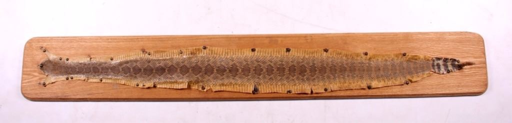 Montana Rattlesnake Skin Mount