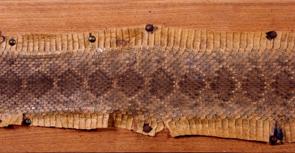 Montana Rattlesnake Skin Mount