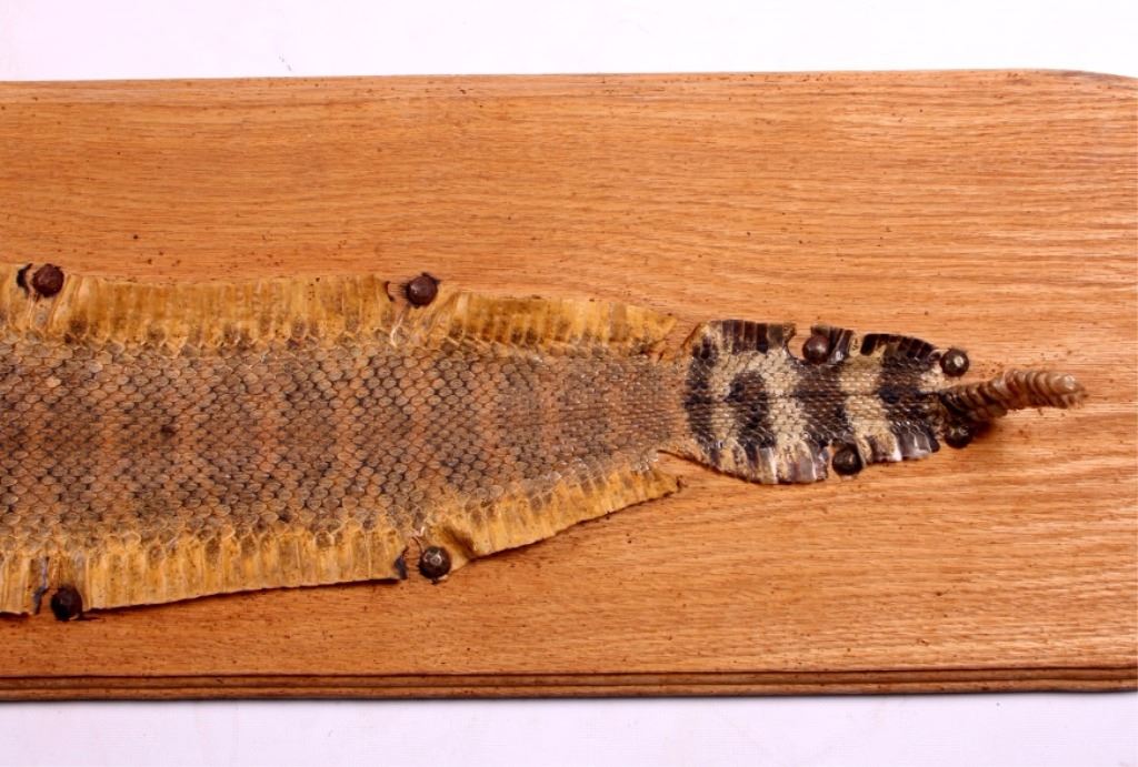 Montana Rattlesnake Skin Mount